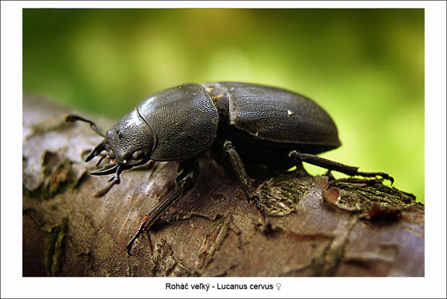 roháč veľký – Lucanus cervus - saguari - Blog - Pravda
